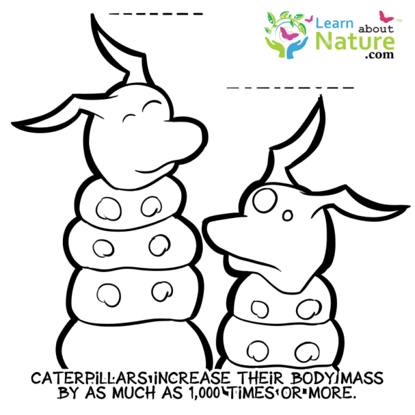 Free Monarch Butterfly Coloring Pages - Learn About Nature