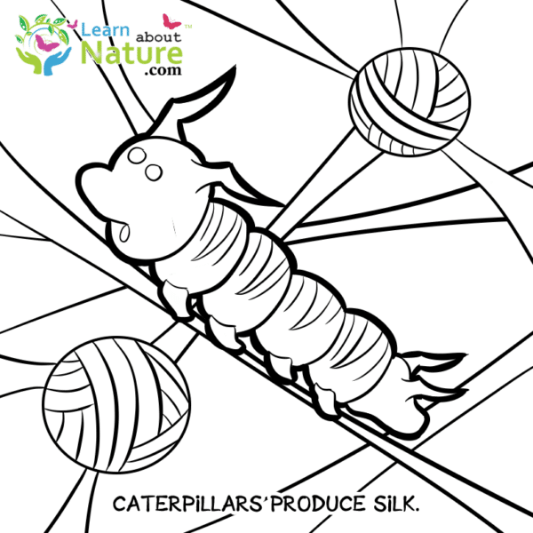 Free Monarch Butterfly Coloring Pages - Learn About Nature