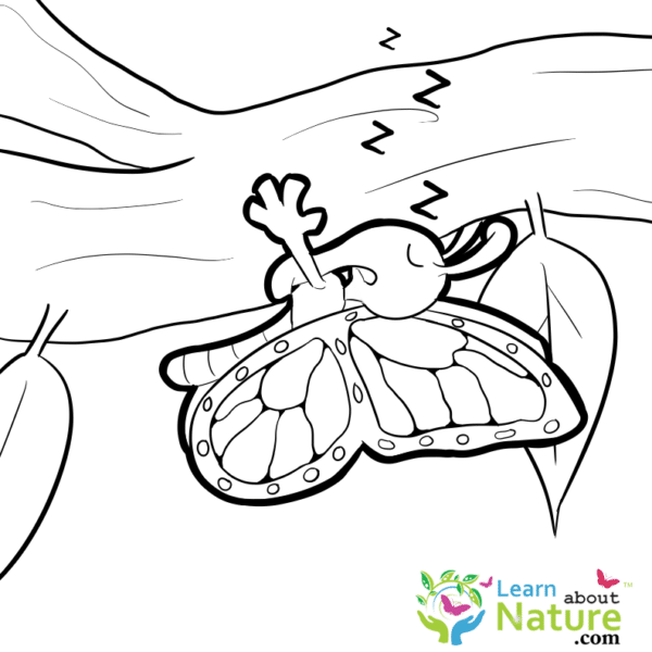 Free Monarch Butterfly Coloring Pages - Learn About Nature