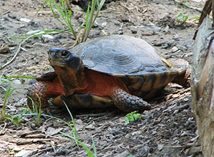 300px-WoodTurtle.jpg - Learn About Nature