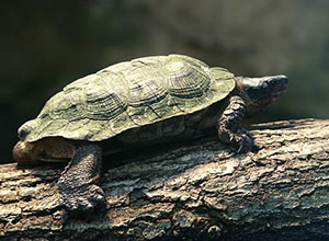 300px-WoodTurtle2.jpg - Learn About Nature