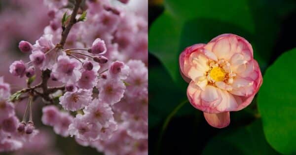 5 National Flowers - Learn About Nature