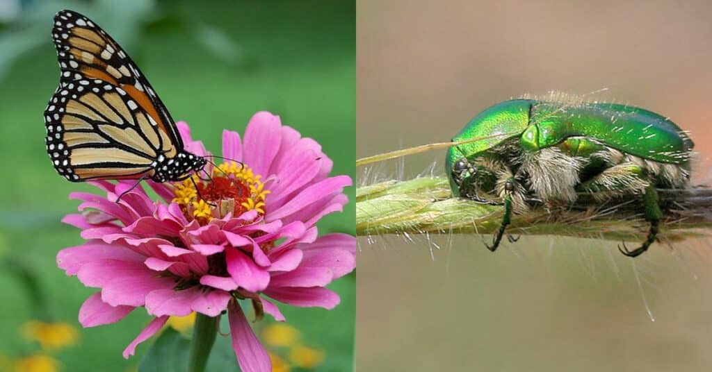 5 Lucky Insects That Indicate Excellent Fortune - Learn About Nature