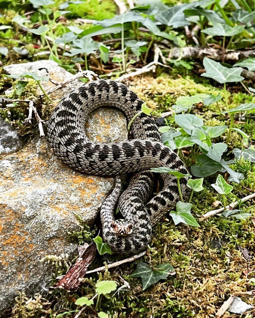 Adder Snake Learn About Nature Adder Snake Learn About Nature