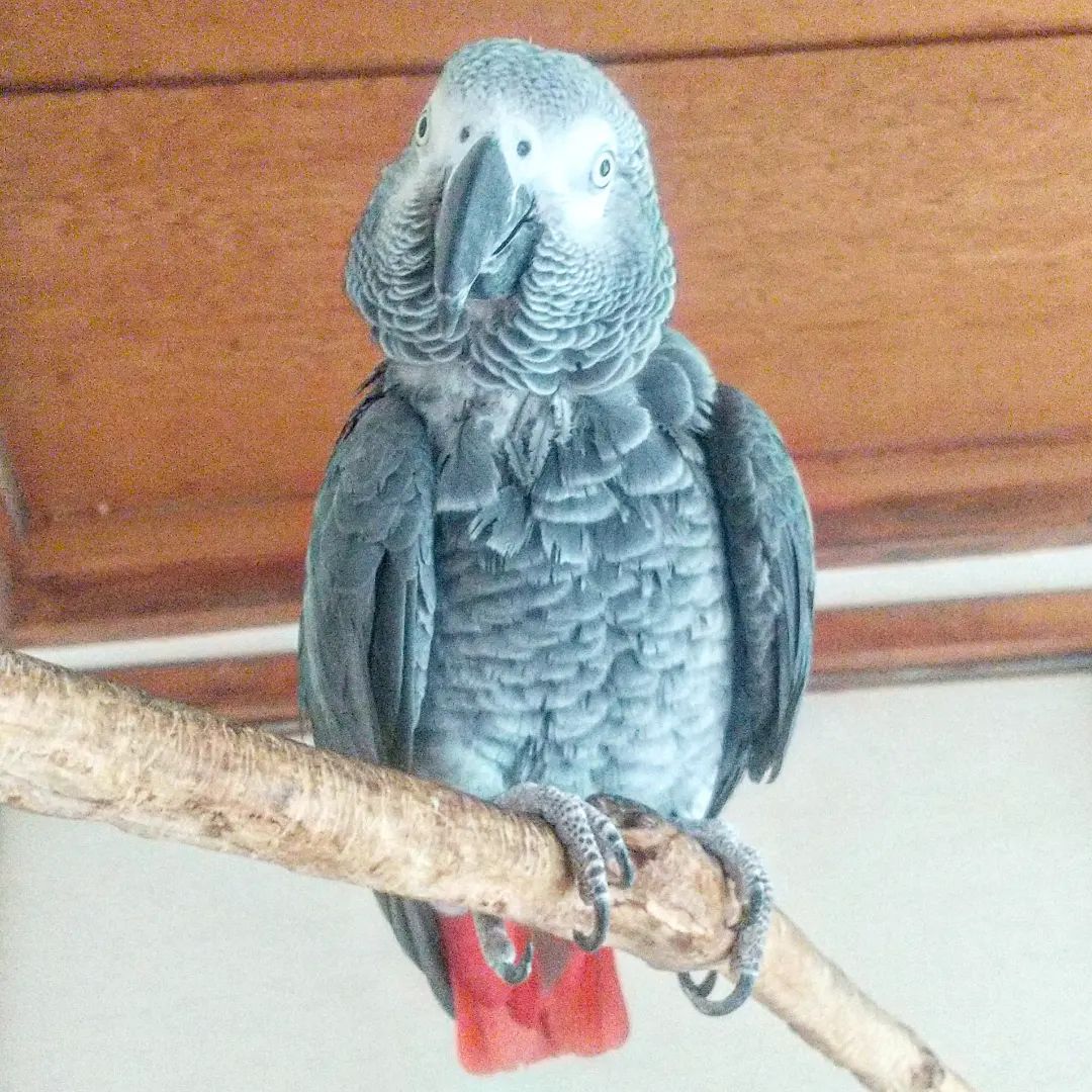 Adopting an African Grey - Learn About Nature