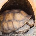 Sulcata Tortoise: Breeding, Habitat, Size & Care - Learn About Nature
