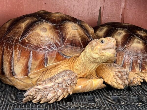 African Spurred Tortoise - Learn About Nature