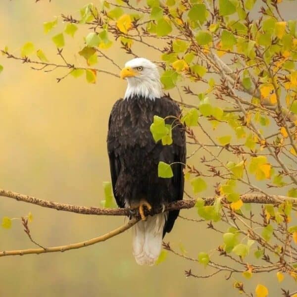 10 Biggest Eagles in the World - Overview of Fearsome Raptors - Learn ...
