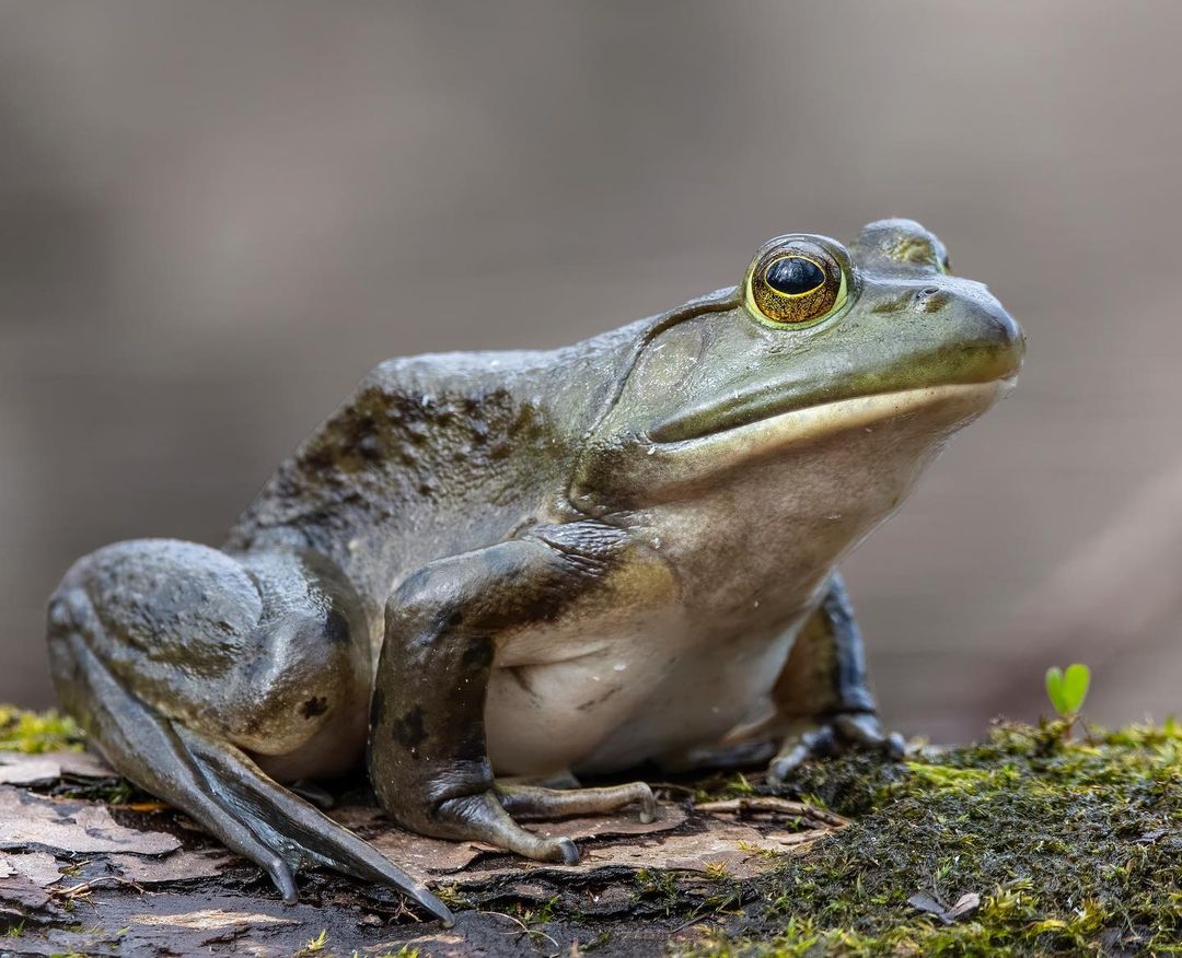 American Bullfrog - Learn About Nature