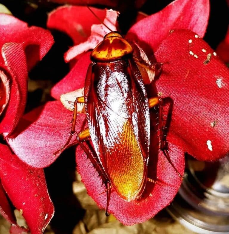 Cockroach Life Cycle - Metamorphosis of Intriguing Insects - Learn ...
