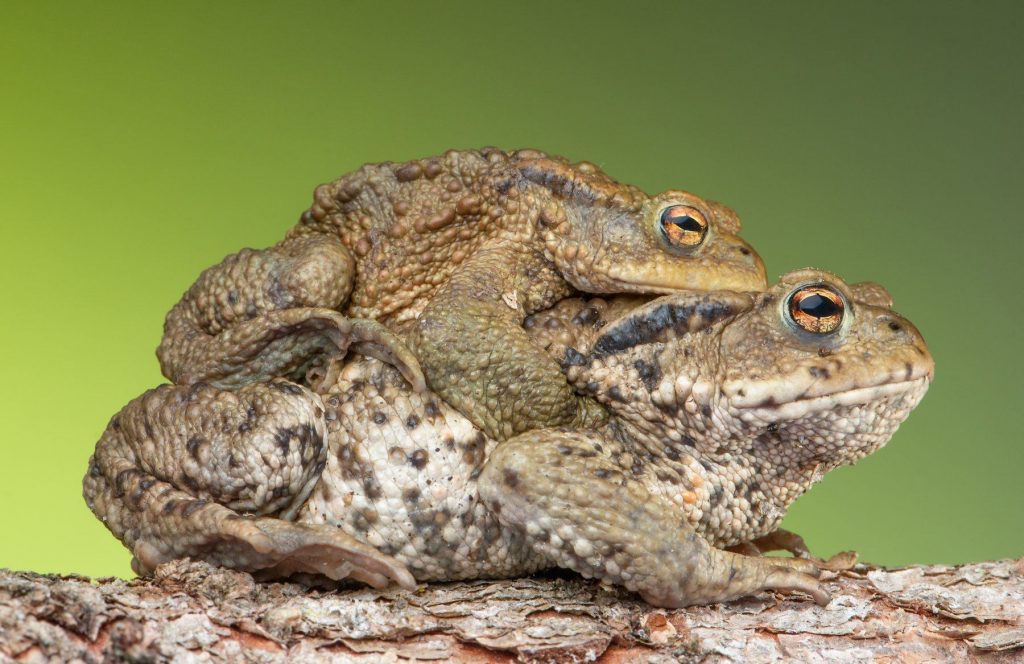 Common Toads - Learn About Nature