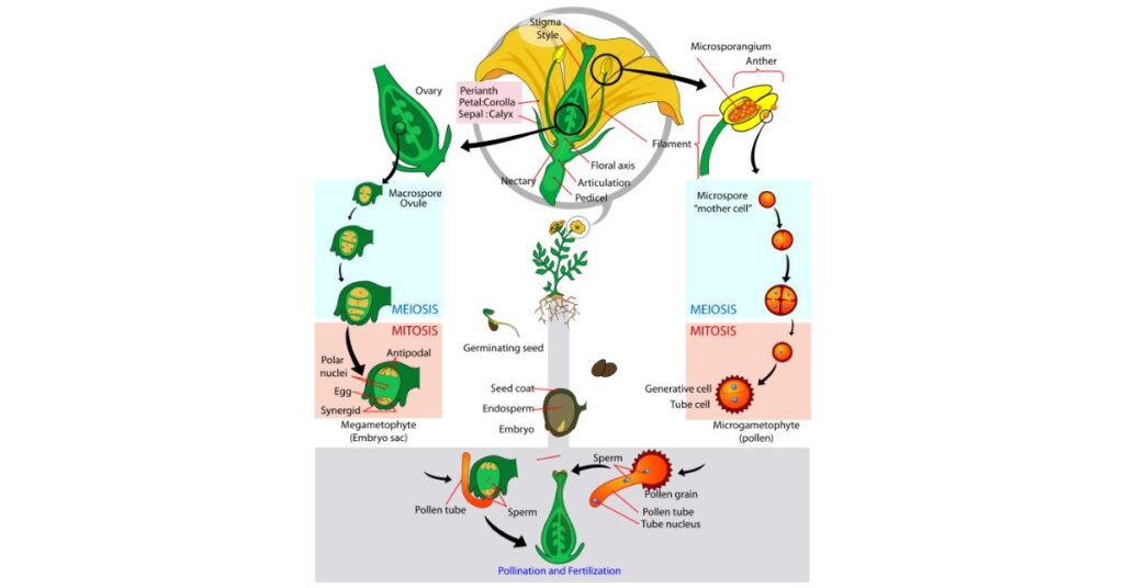 Angiosperm Life Cycle - Uncovering the Fascinating Plant - Learn About ...