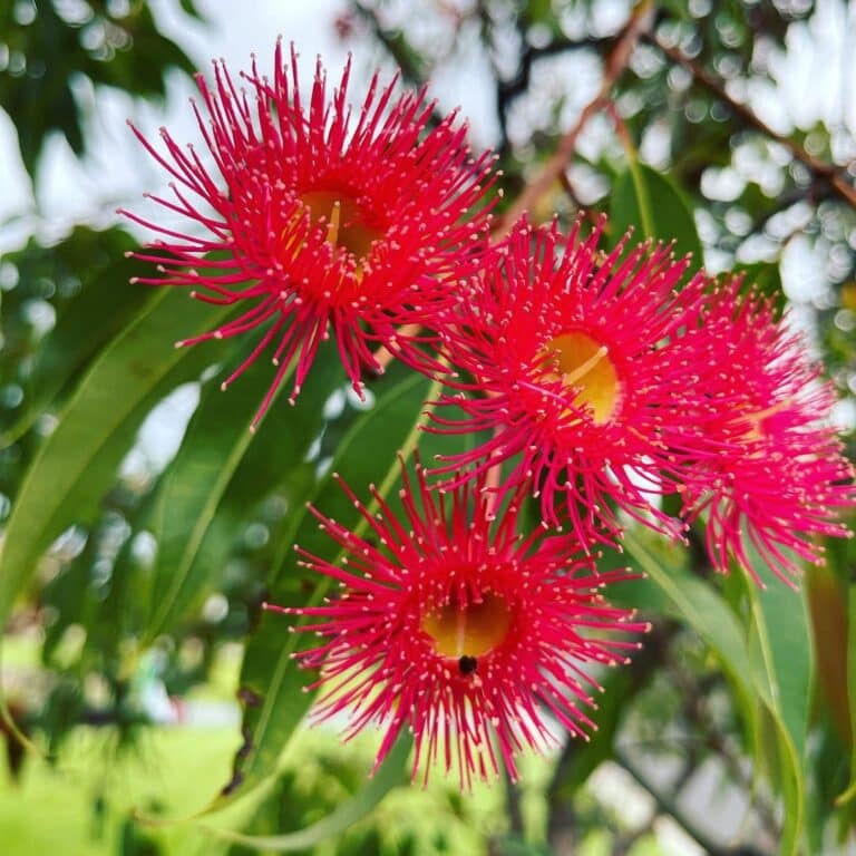 Angiosperm Life Cycle - Uncovering the Fascinating Plant - Learn About ...