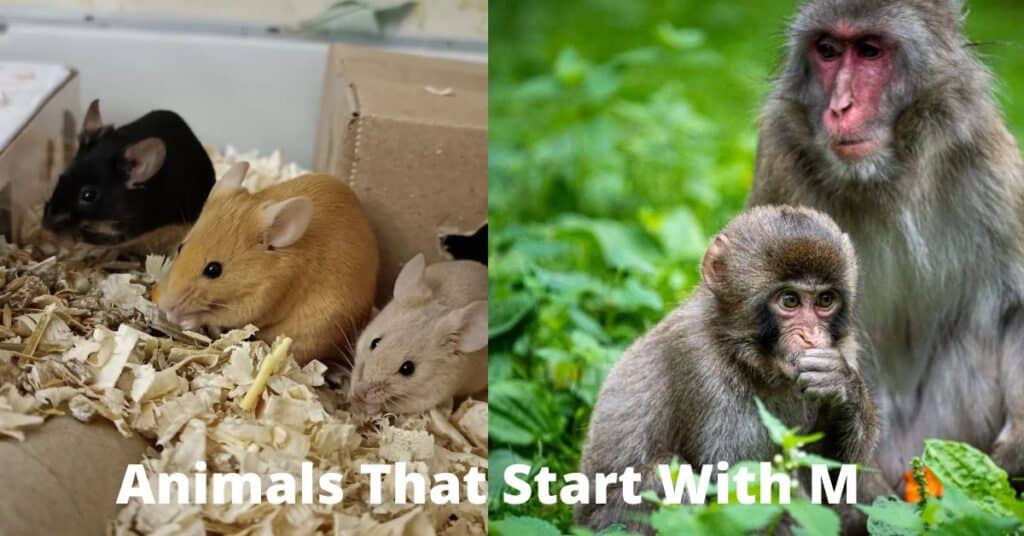 Animals That Start With M - Learn About Nature