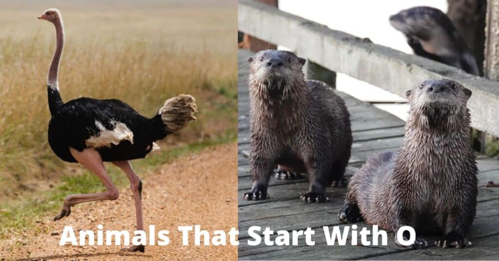 Animals That Start With O - Learn About Nature