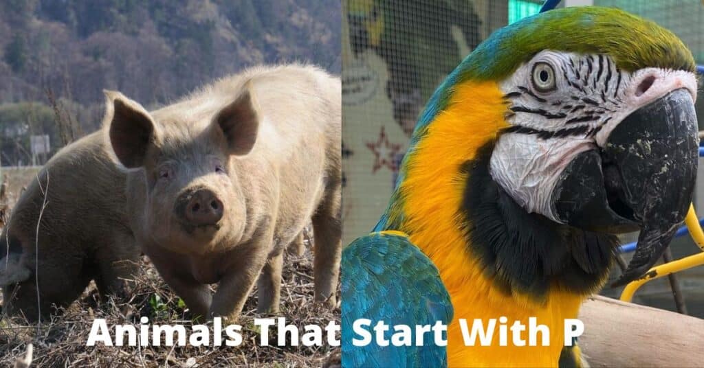 Animals That Start With P - Learn About Nature