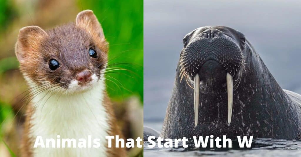 Animals That Start With W - Learn About Nature