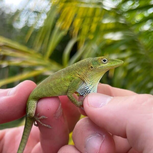 Anole Lizard - Learn About Nature