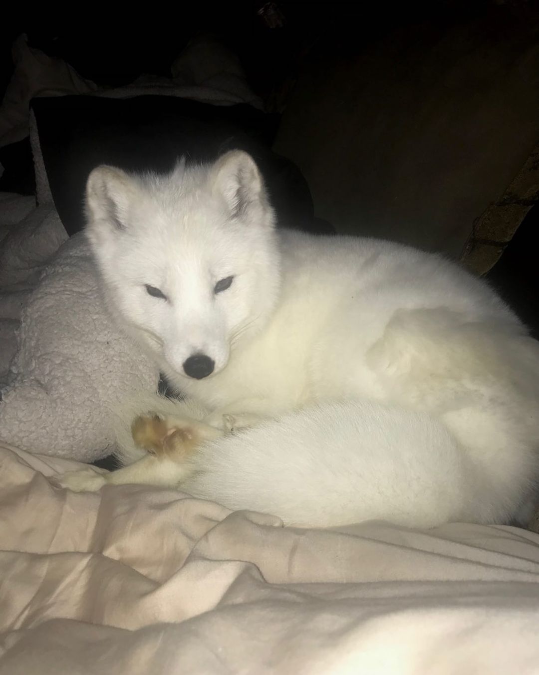 Arctic Fox - Animal That Thrives In Extreme Environment - Learn About ...
