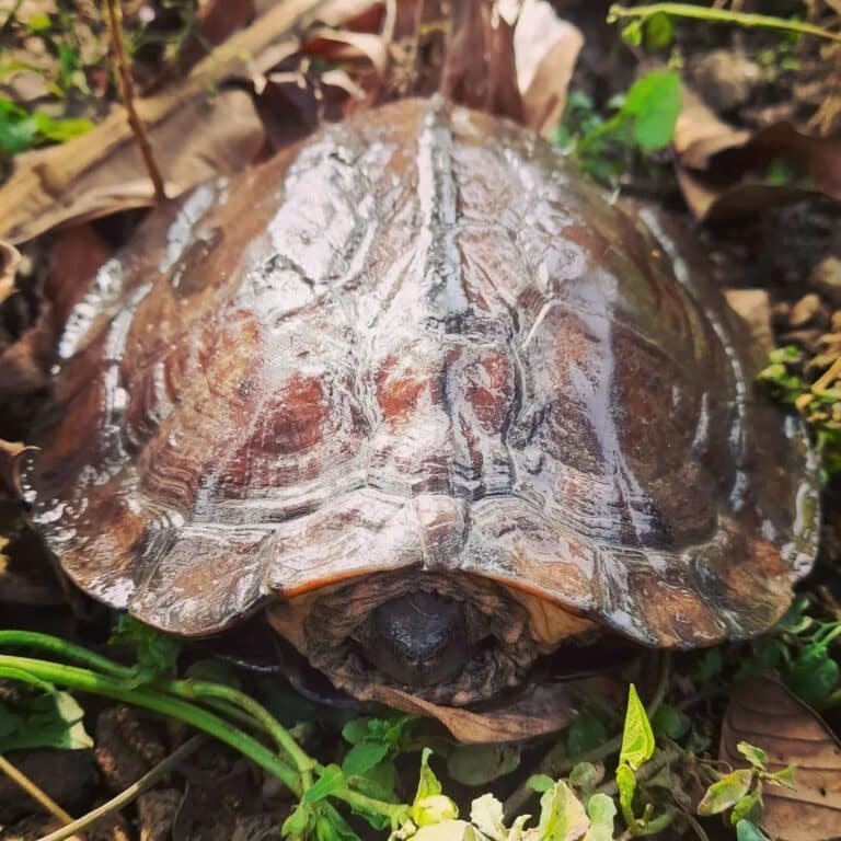 Asian Leaf Turtle - Sold for Pet Trade, Food, Or Traditional Medicine ...