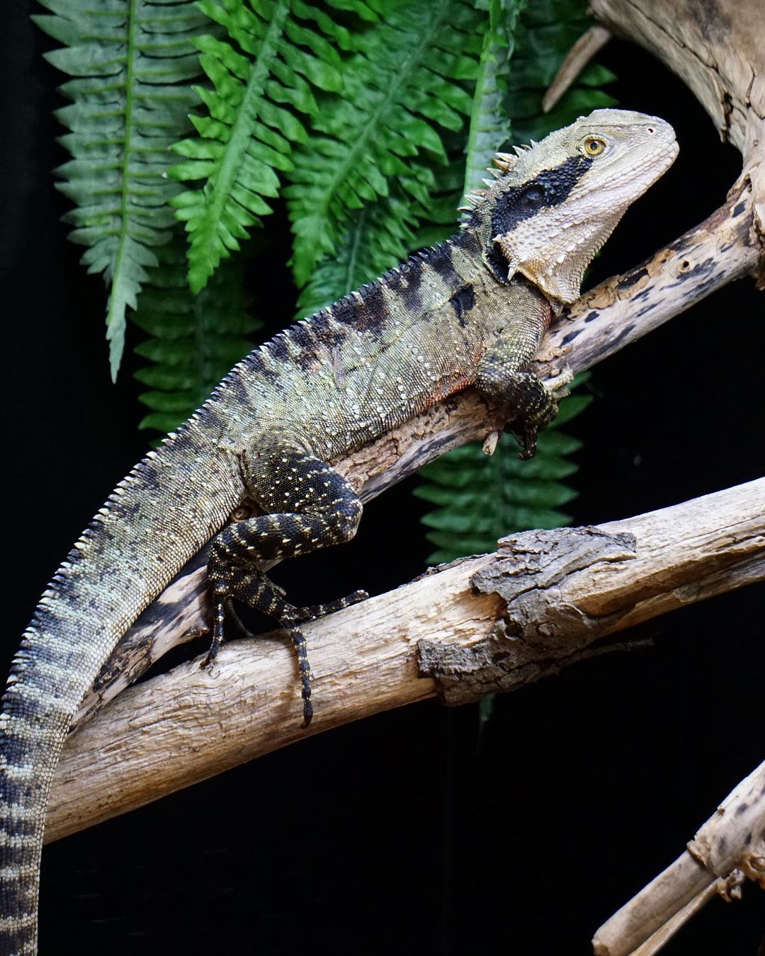 Australian Water Dragon - Learn About Nature