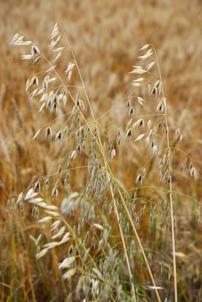 Avena Sativa - Learn About Nature