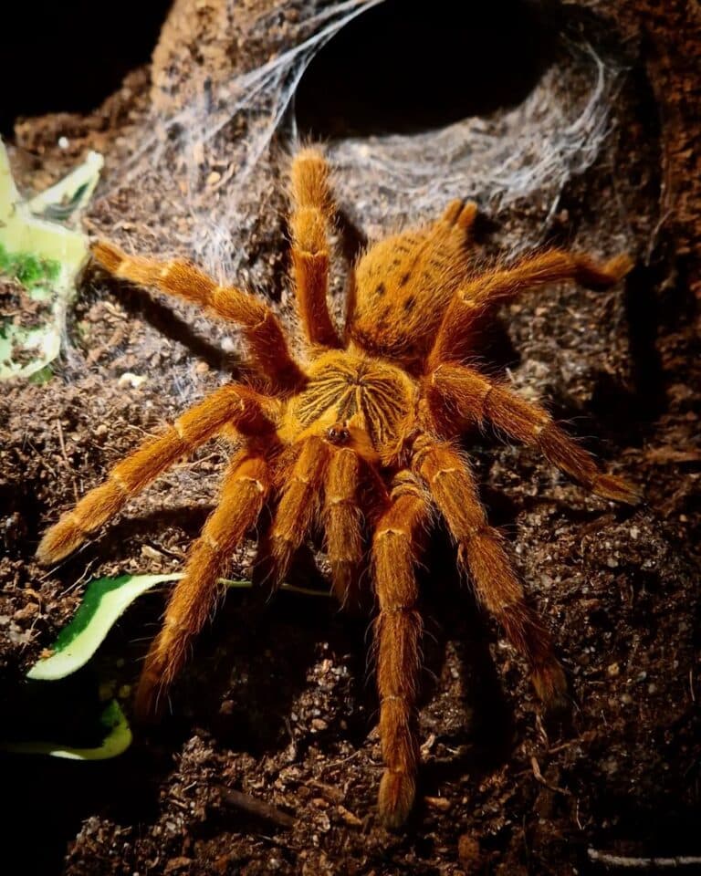 Baboon Tarantula - Learn About Nature