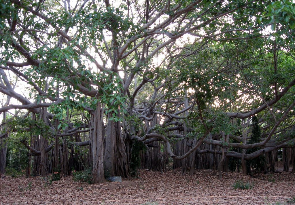 Banyan Tree - Learn About Nature