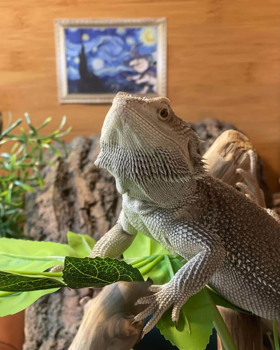 Bearded Dragon Lifespan In The Wild & Captivity - Learn About Nature