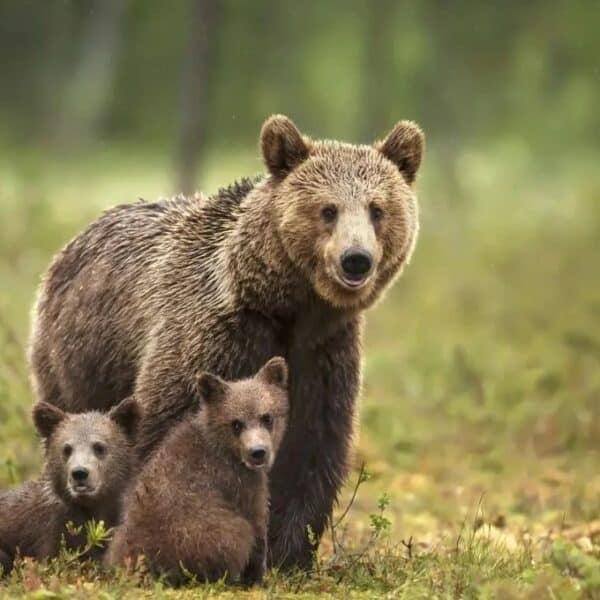 5 Dangerous Animals in Japan That Make Your Heart Skip A Beat - Learn ...