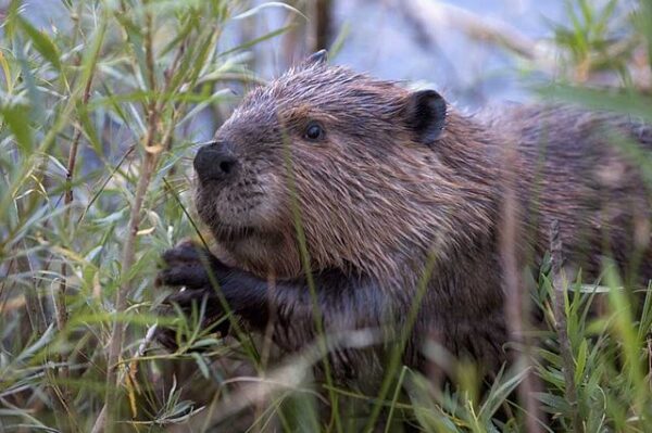 The Top 10 Iconic Animals of Canada - Learn About Nature