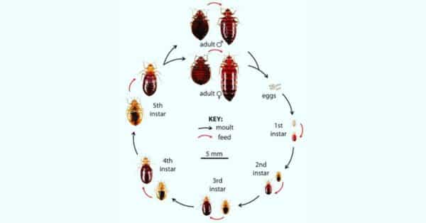 Bed Bug Life Cycle - Weird and Strange Stages of Development - Learn ...