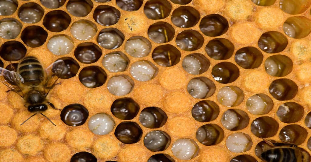 Bees Archives - Learn About Nature