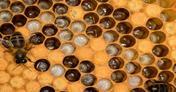 Bee Larvae - Learn About Nature