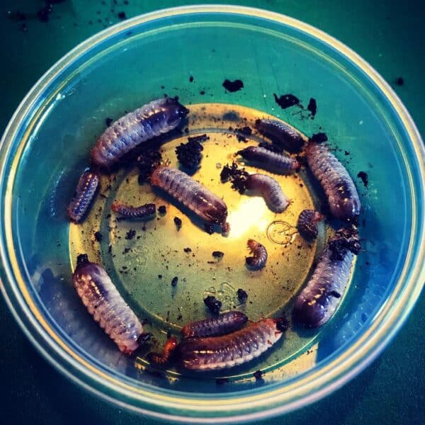 Beetle Larvae - Learn About Nature