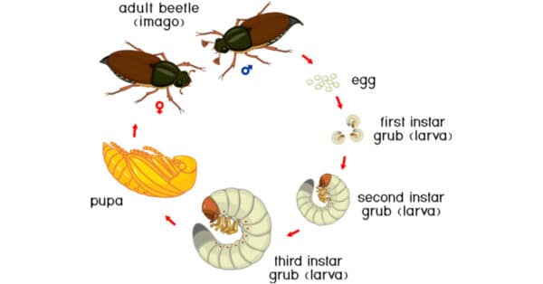 Beetle Larvae - Learn About Nature