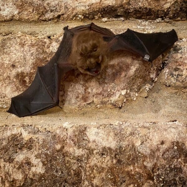 Big Brown Bats - Learn About Nature