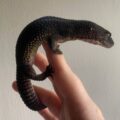 Black Night Leopard Gecko Facts and Care Guide