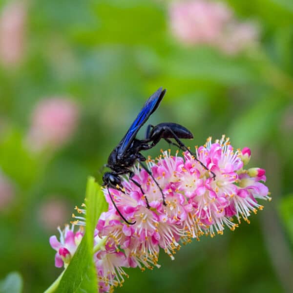Great Black Wasp Facts