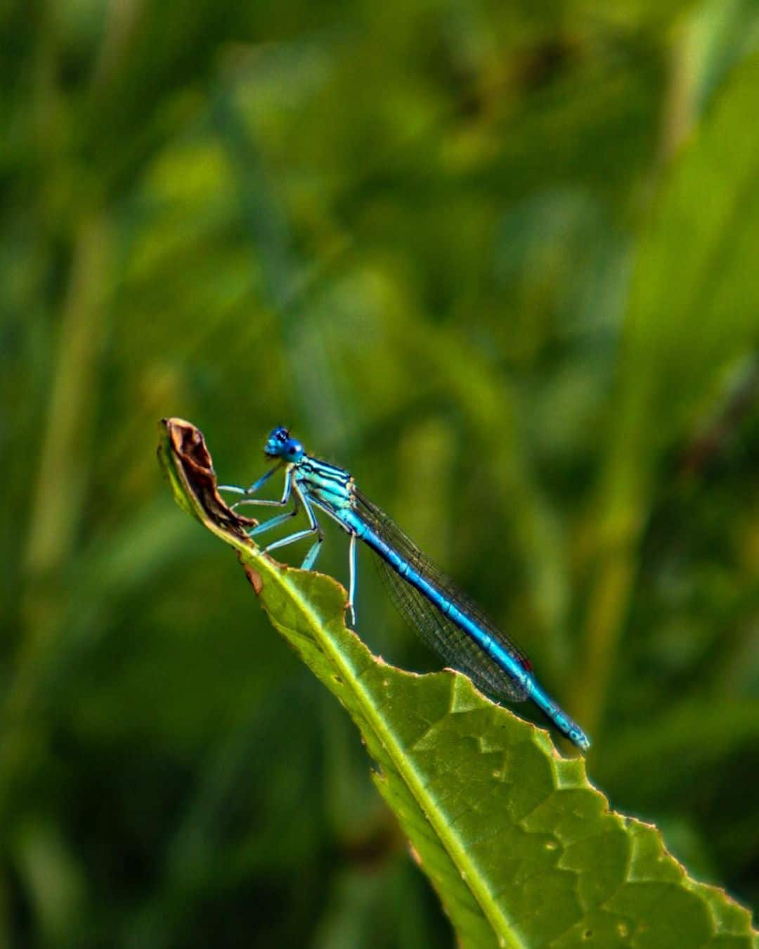 Blue Dragonfly - Learn About Nature
