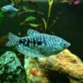Blue Gourami - Learn About Nature