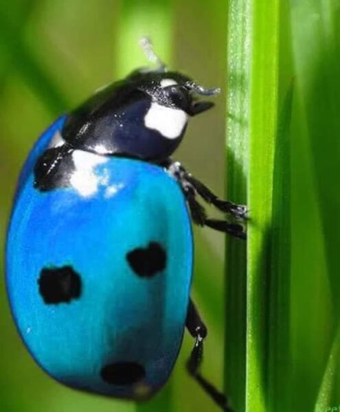 Blue Ladybug - Learn About Nature