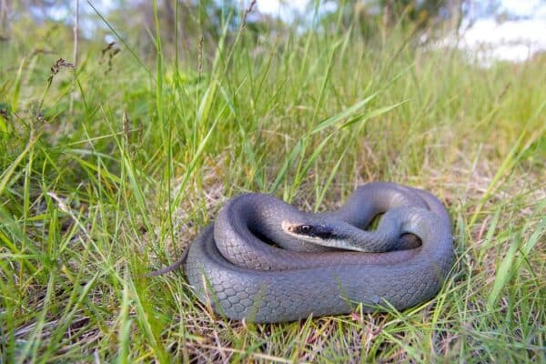Blue Racer Snake - Learn About Nature