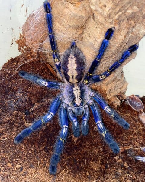 Blue Tarantula Spider - Learn About Nature
