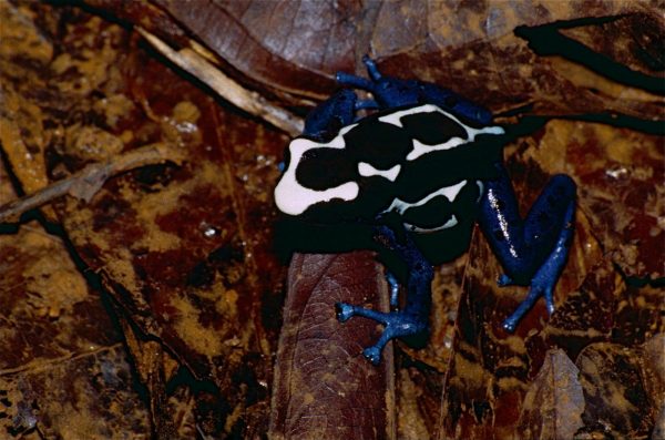 Poison Dart Frog - Learn About Nature