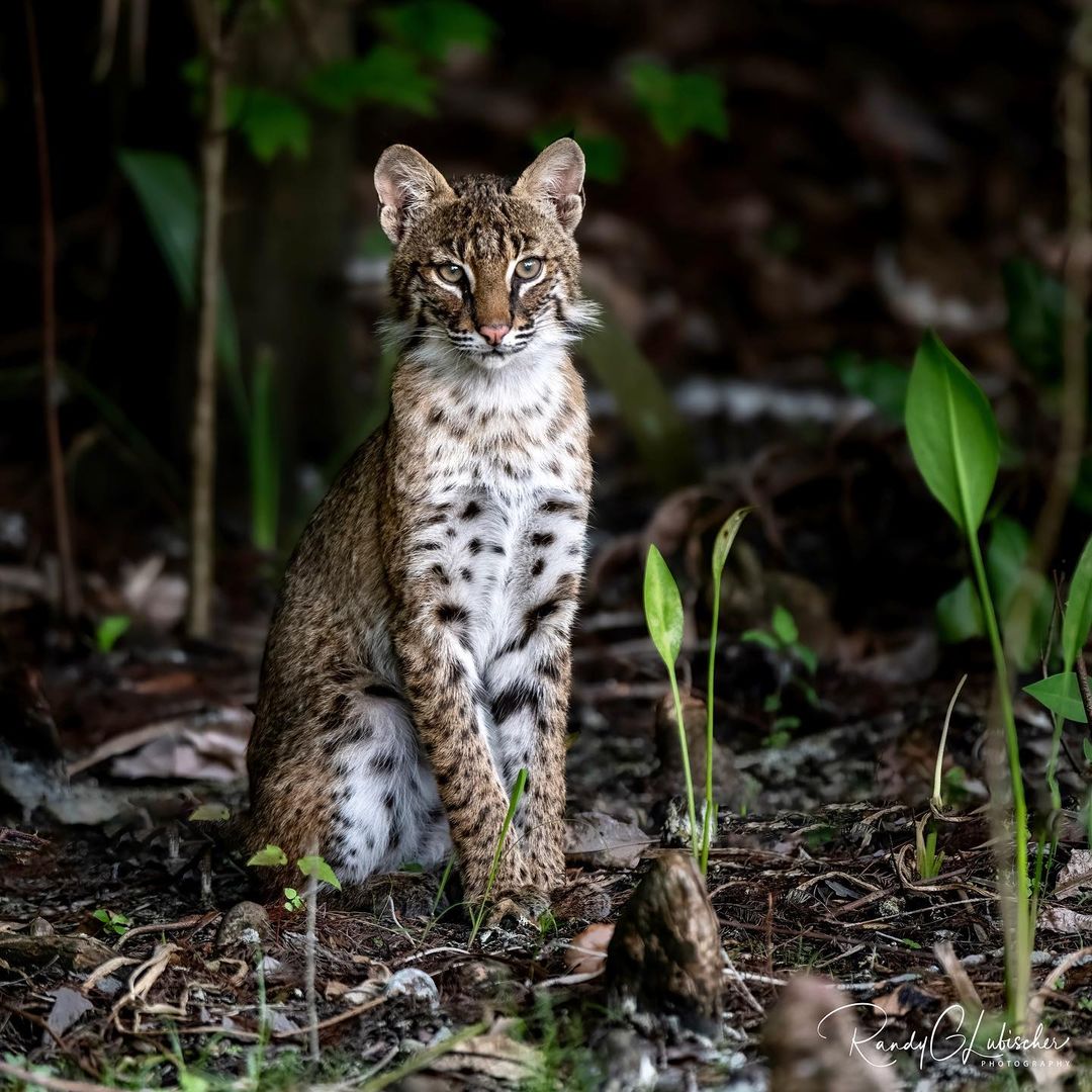 Animals That Start With B - Learn About Nature