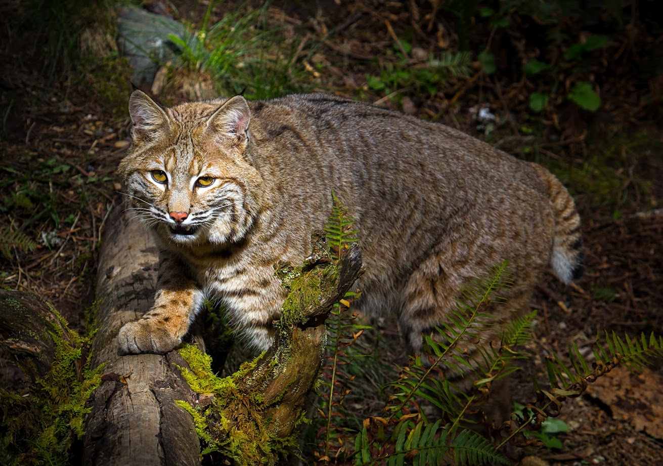 Bobcat - Learn About Nature