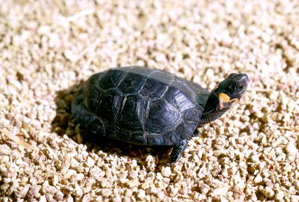 Black Marsh Turtle - Fresh Water and Terrestrial - Learn About Nature