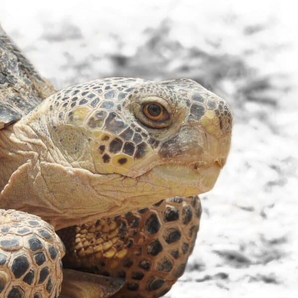 Bolson Tortoise - Learn About Nature