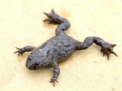 Fire Bellied Toad - Learn About Nature
